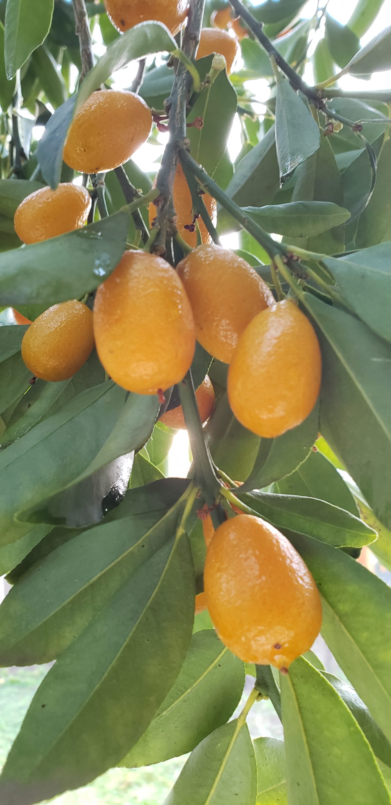 About Us – Bella Vida Farm